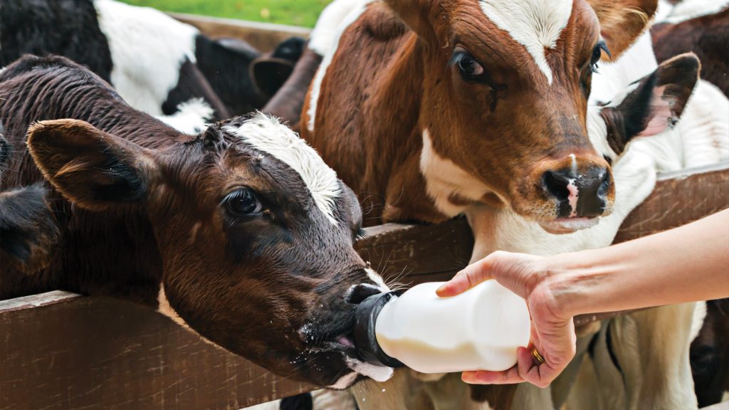 Sınırsız yem erişimi, sınırsız süt verimi demek